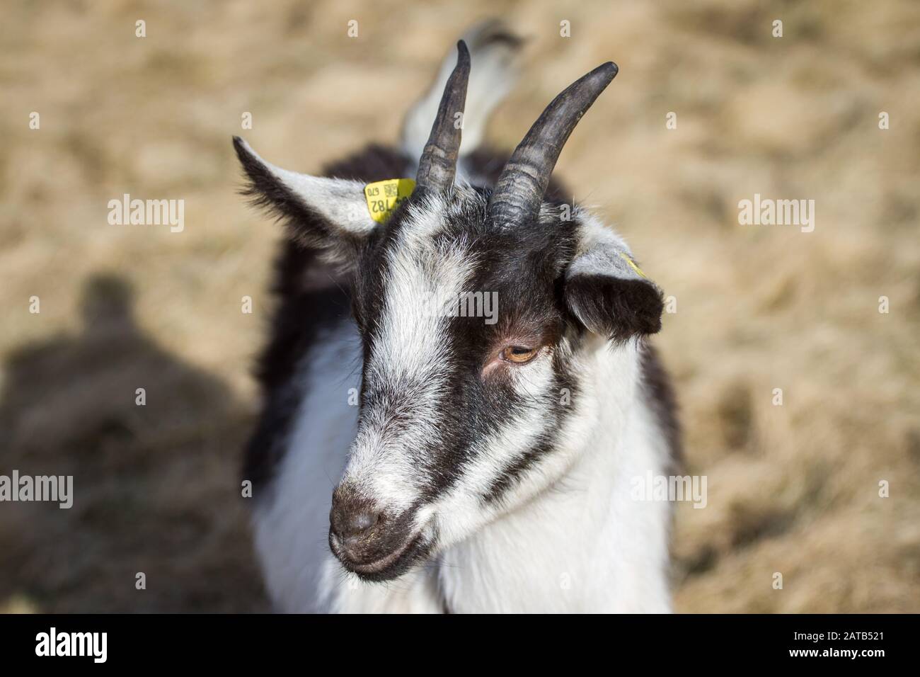 Pfauenziege (peacock goat), an old endangered goat breed from the alps ...