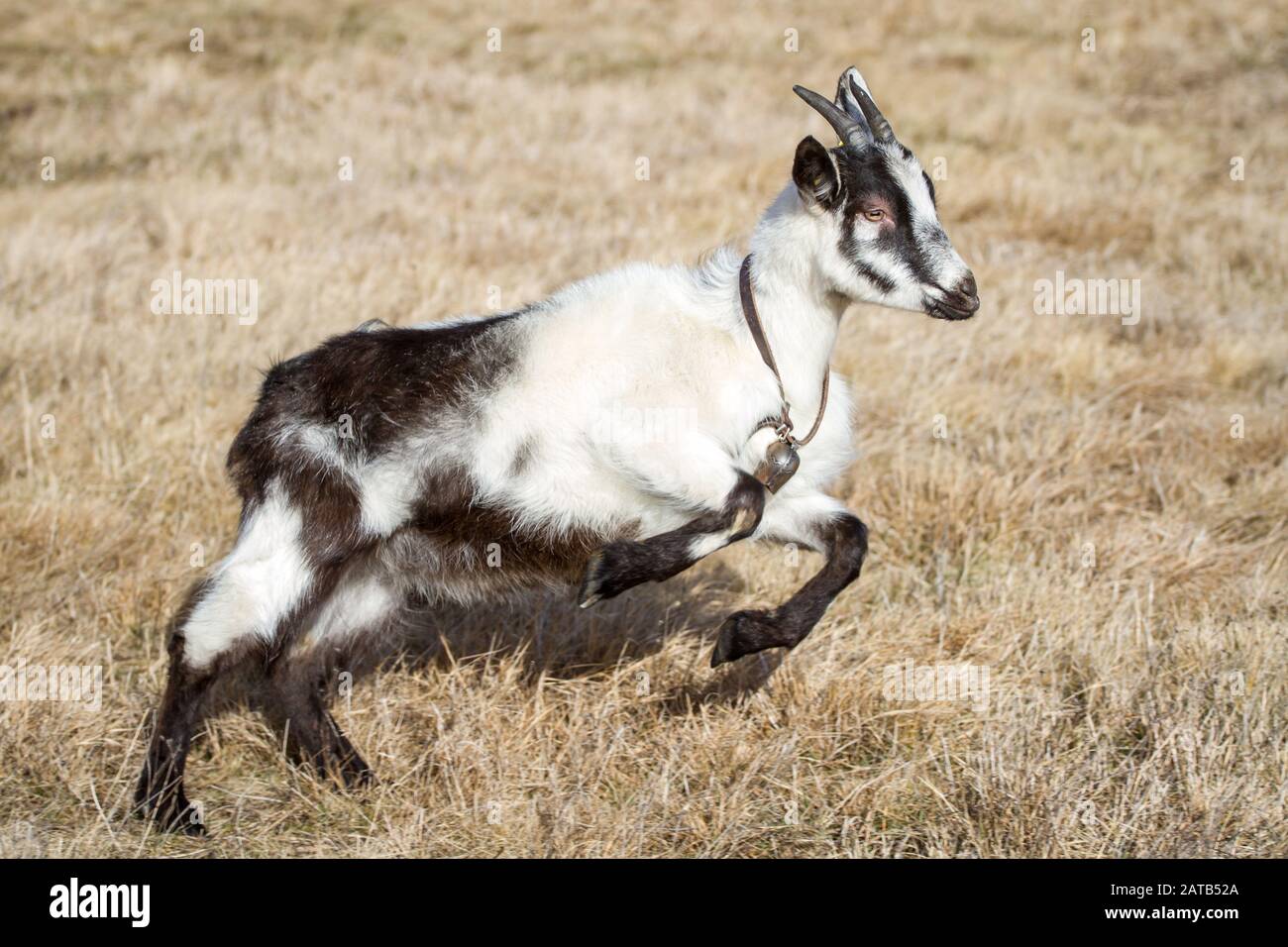 Pfauenziege (peacock goat), an old endangered goat breed from the alps ...