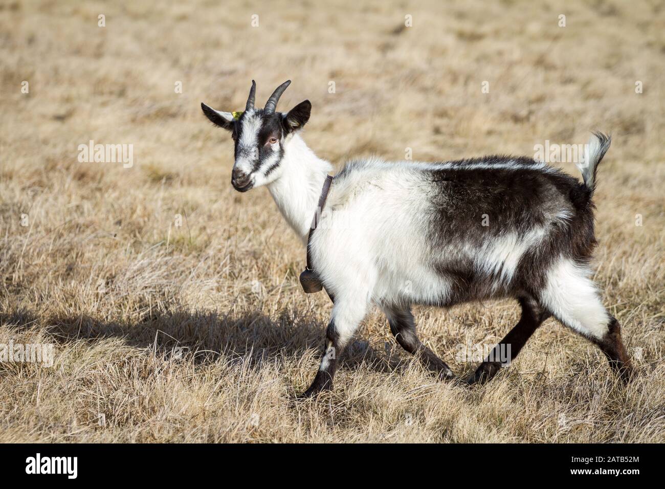 Pfauenziege (peacock goat), an old endangered goat breed from the alps ...