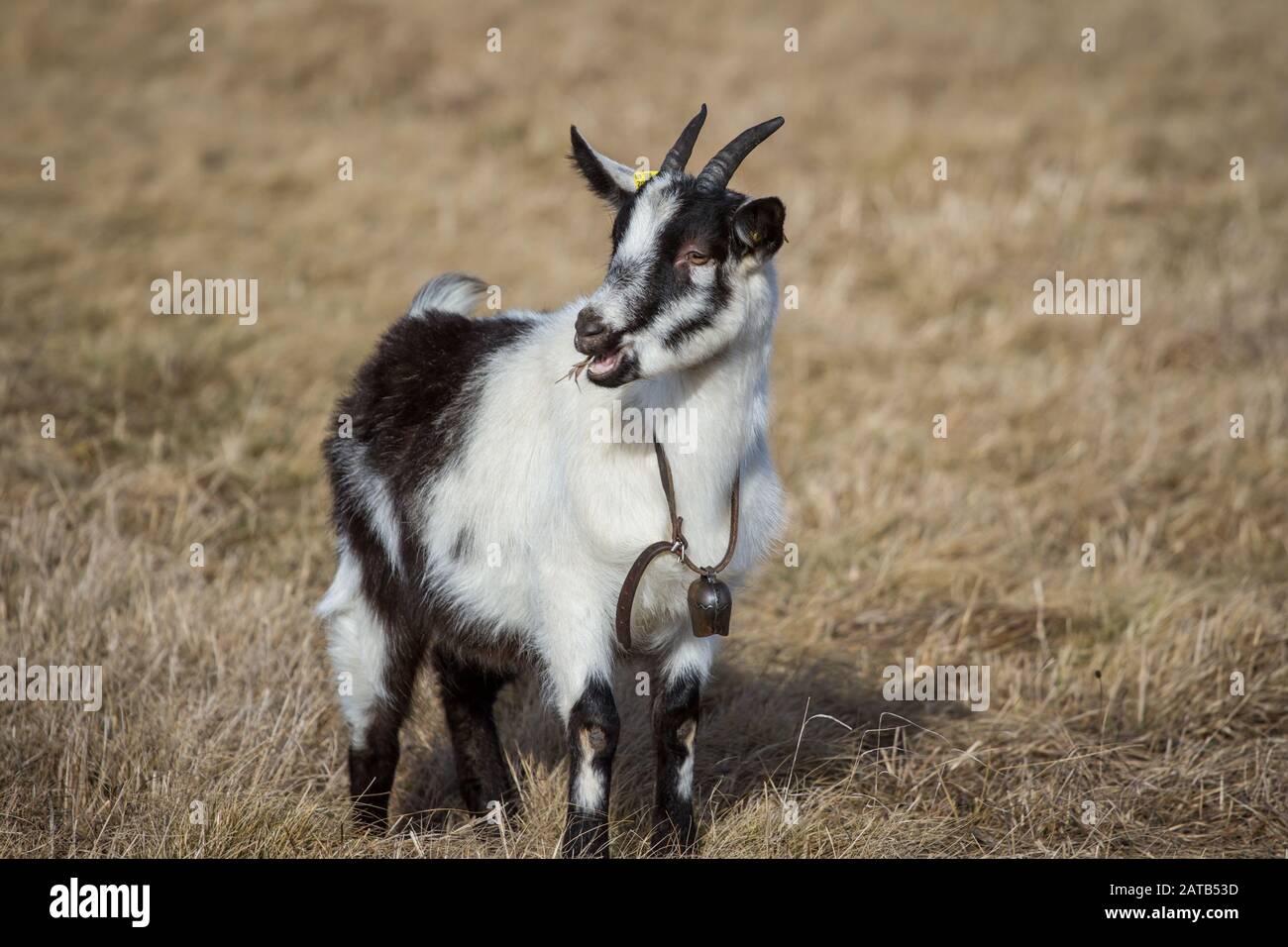 Black alpine goat hi-res stock photography and images - Alamy