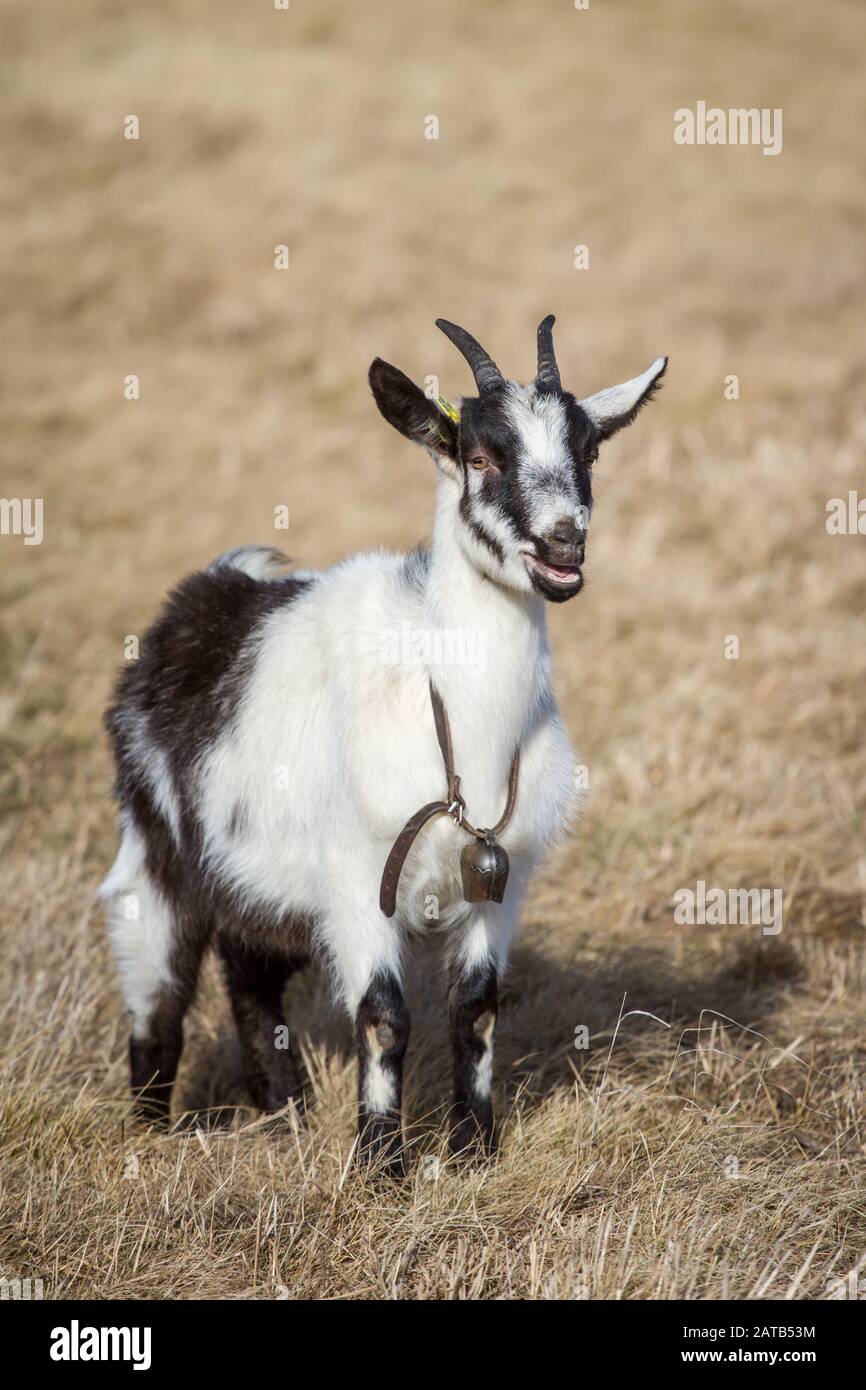 Pfauenziege (peacock goat), an old endangered goat breed from the alps ...