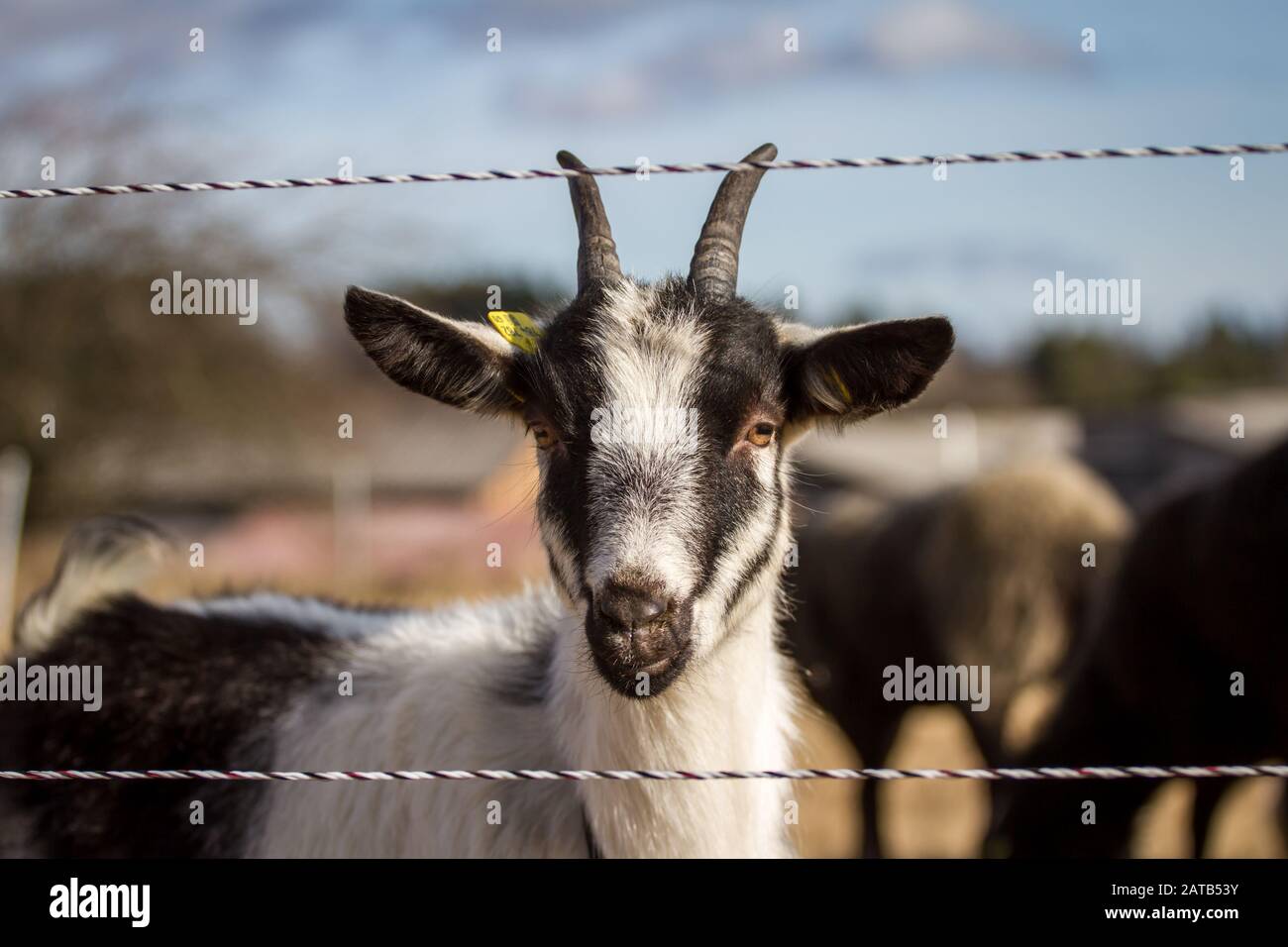 Pfauenziege (peacock goat), an old endangered goat breed from the alps ...