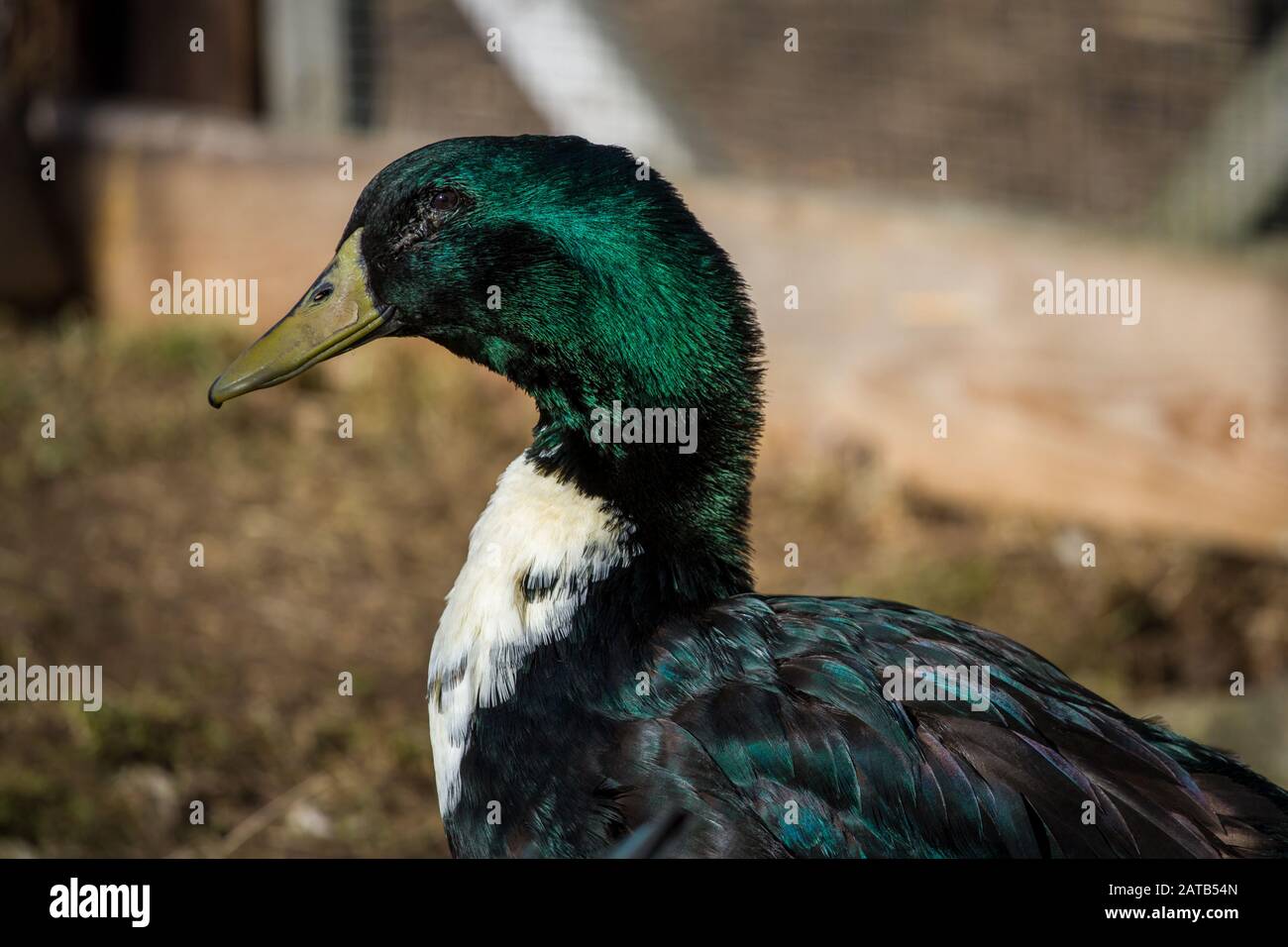 Pommernente (pommeranian duck), a critically endangered duck breed from ...