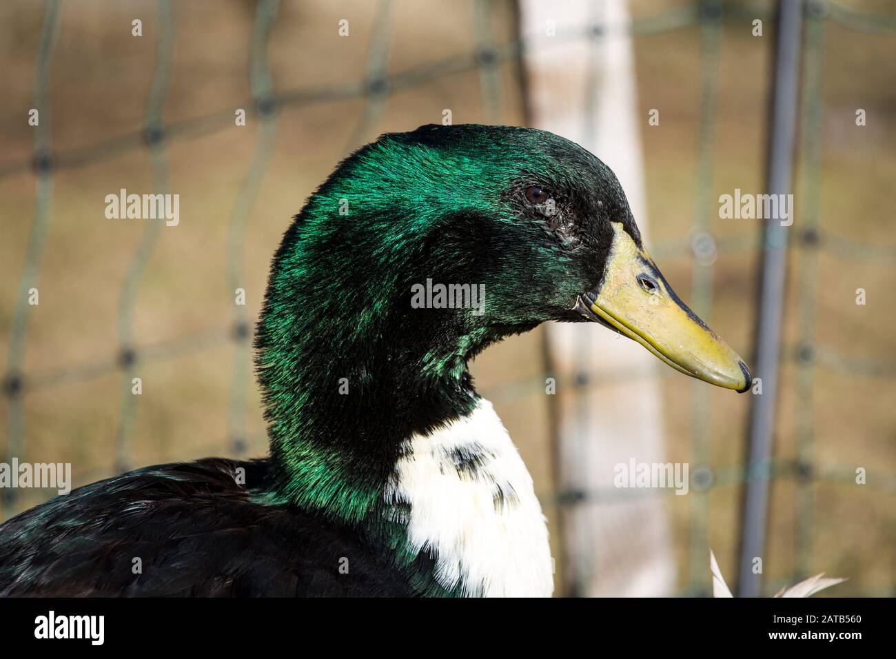 Endangered mallard breed hi-res stock photography and images - Alamy