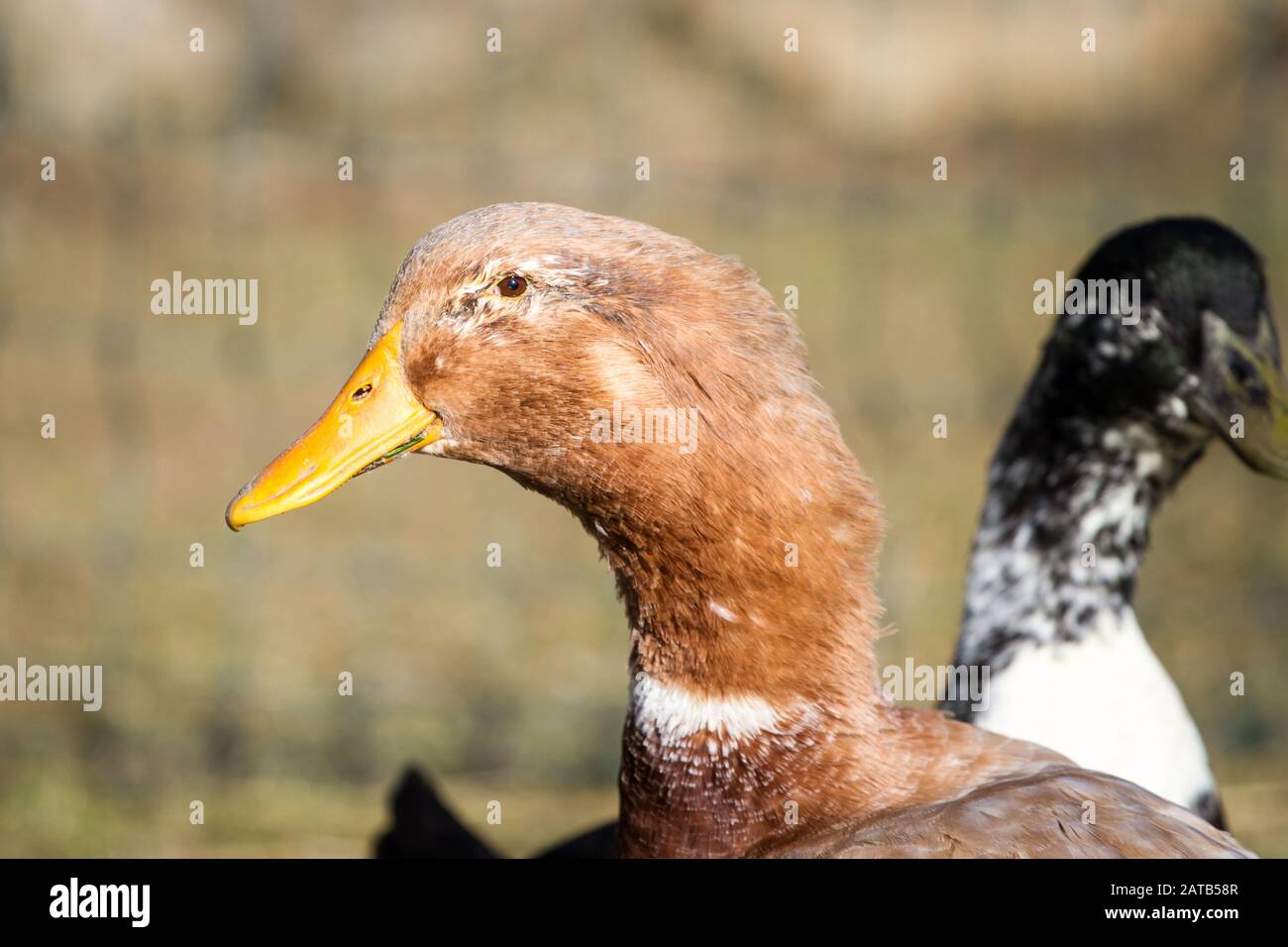 Sachsenente (saxony duck), a critically endangered duck breed from ...