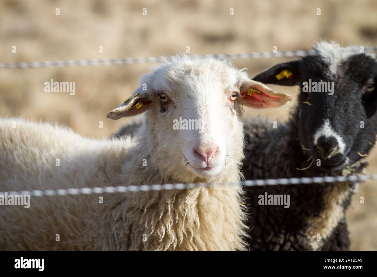 Waldschaf (forest sheep), an old endangered sheep breed from the area ...