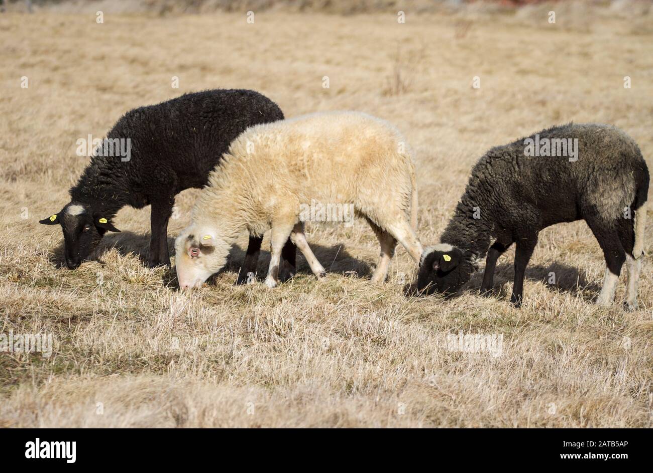 Waldschaf (forest sheep), an old endangered sheep breed from the area ...