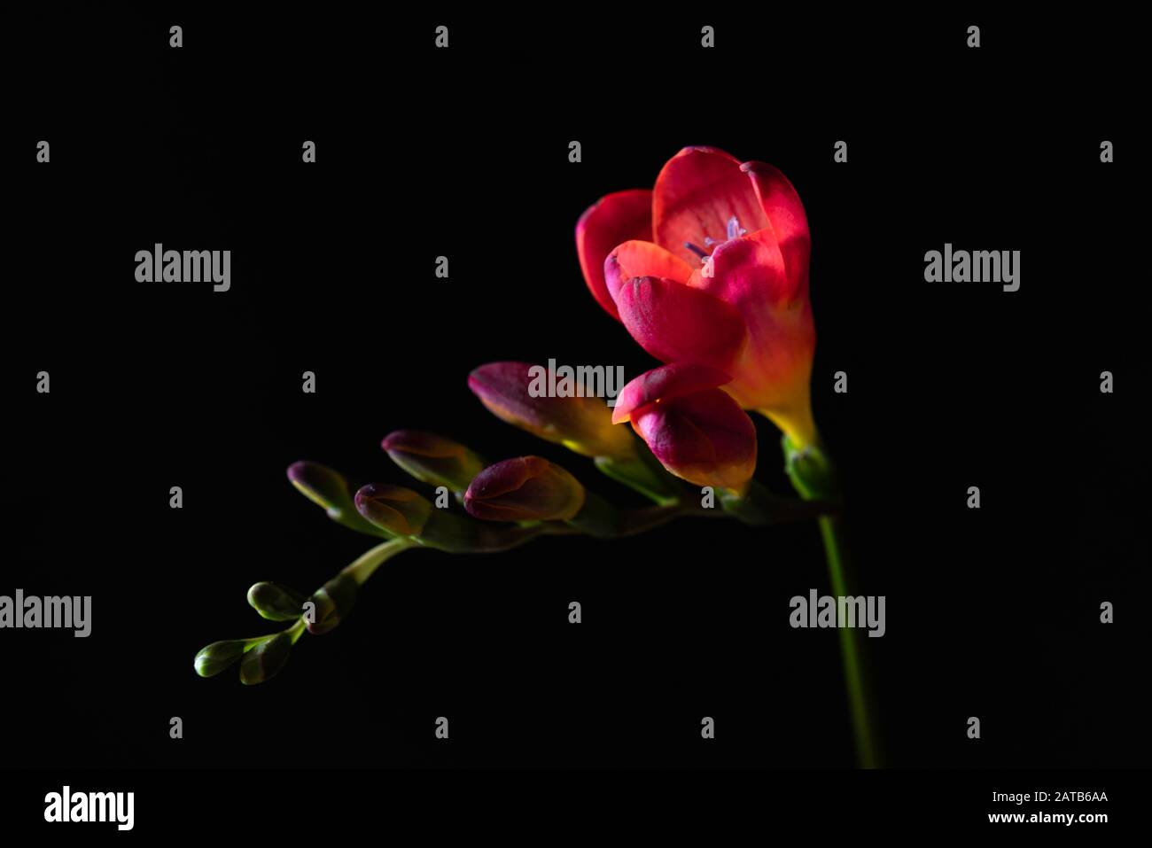 Freesia Flower High Resolution Stock Photography and Images - Alamy