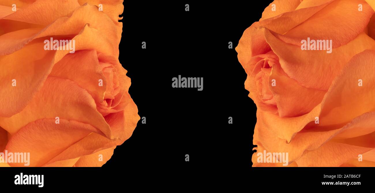 partial orange rose blossom pair macro,color fine art still life of a ...