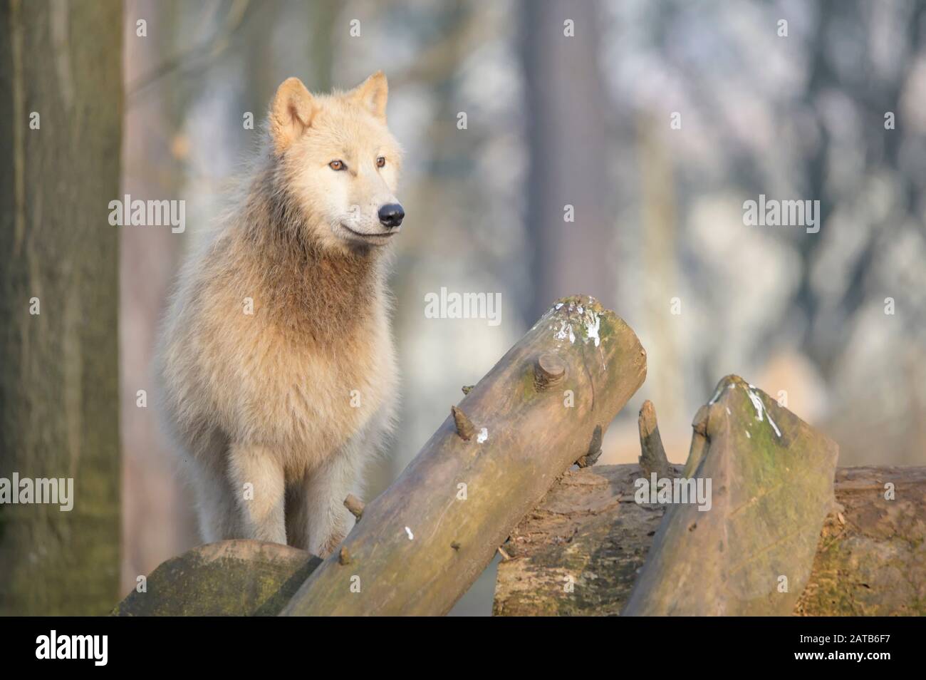 Arctic wolf portrait Stock Photo - Alamy