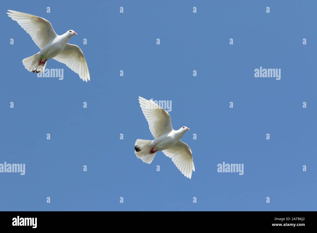 two white feather homing pigeon flying against clear blue sky Stock ...