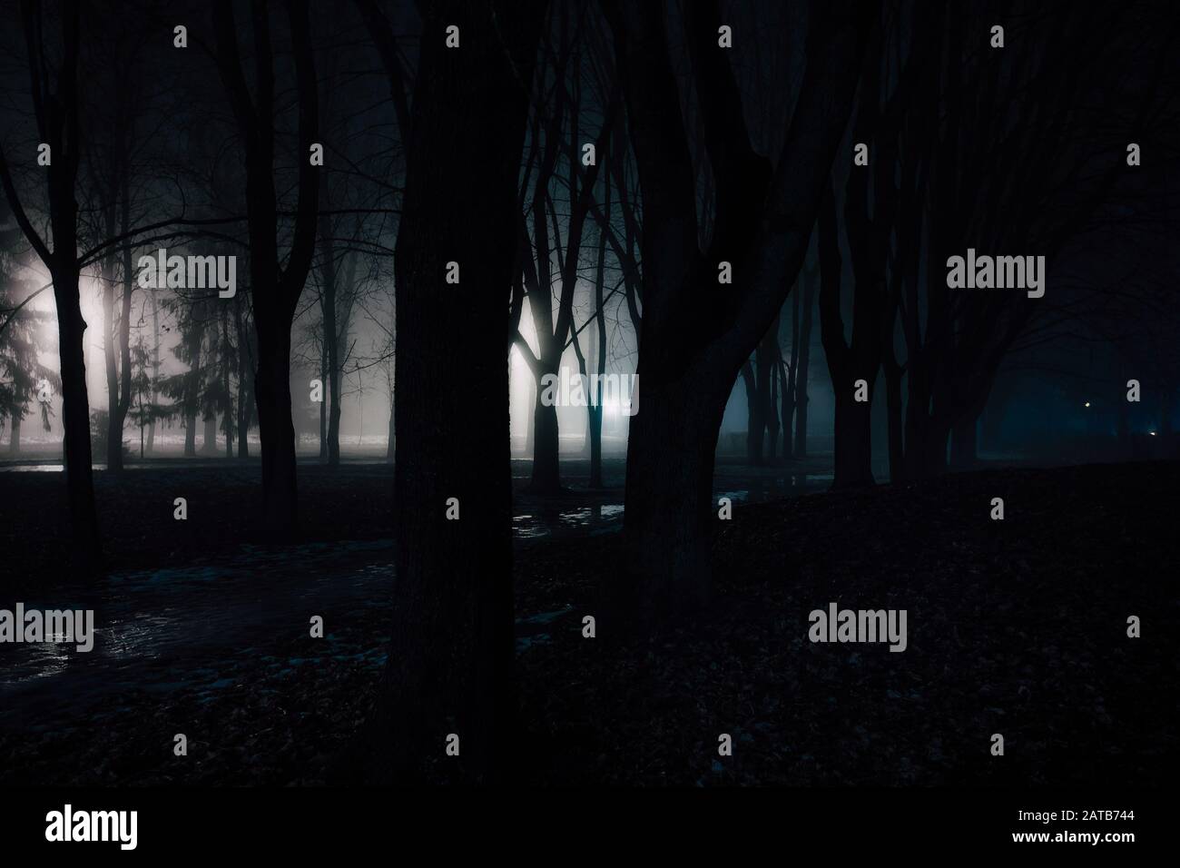 Dark and spooky foggy forest at night Stock Photo - Alamy