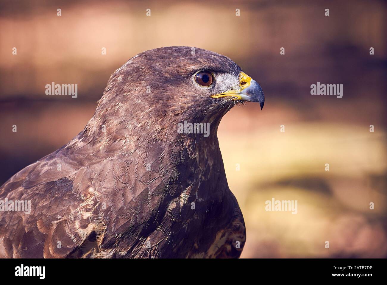 Common Buzzard ( Buteo Buteo ) Head Closeup Stock Photo - Alamy