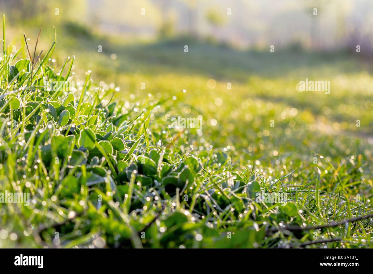 green grass in morning dew. beautiful springtime nature scenery in the ...
