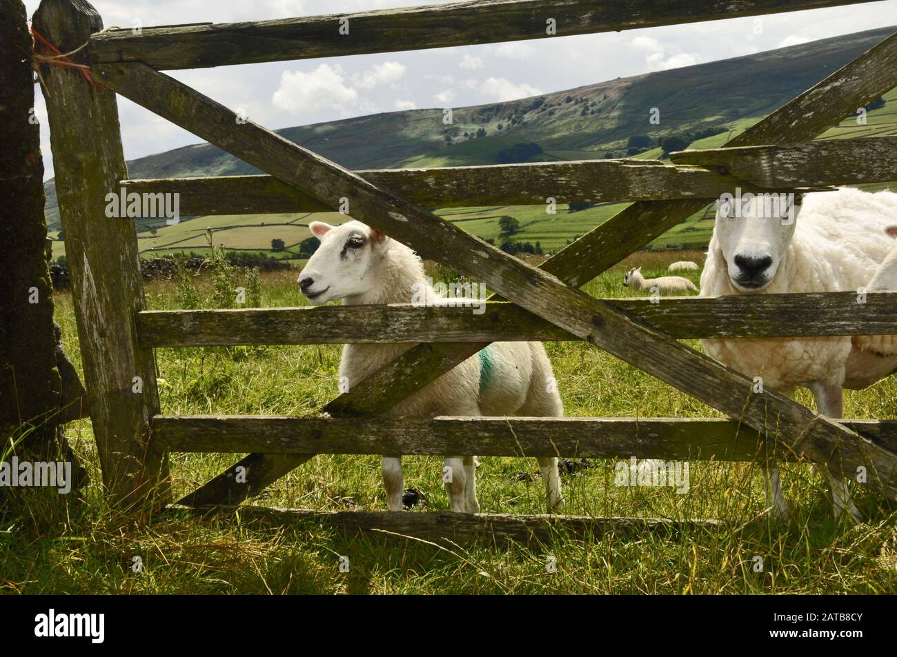 Around the UK - Sheep looking through a five barred gate.An image ...