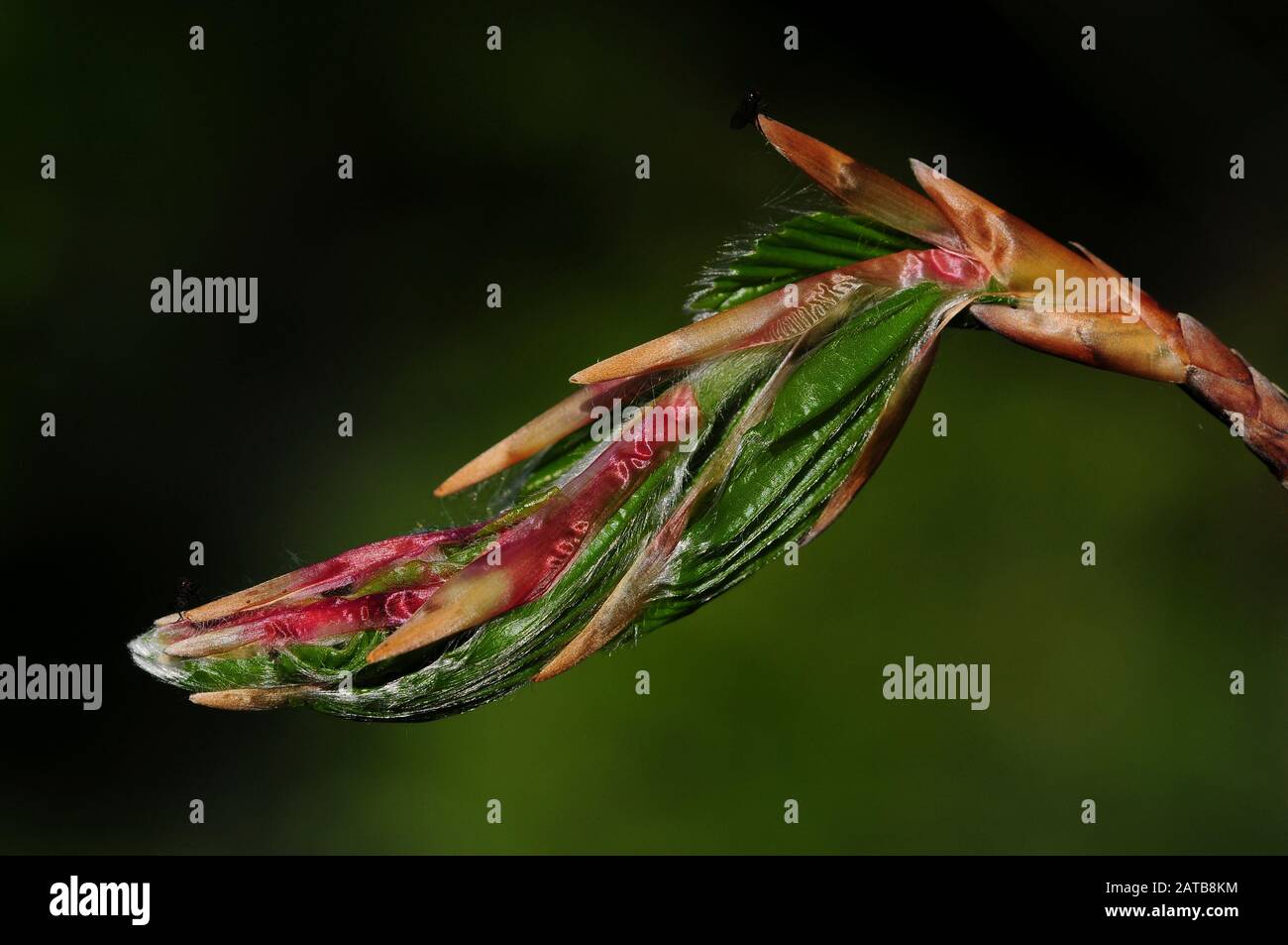 Breaking bud hi-res stock photography and images - Alamy