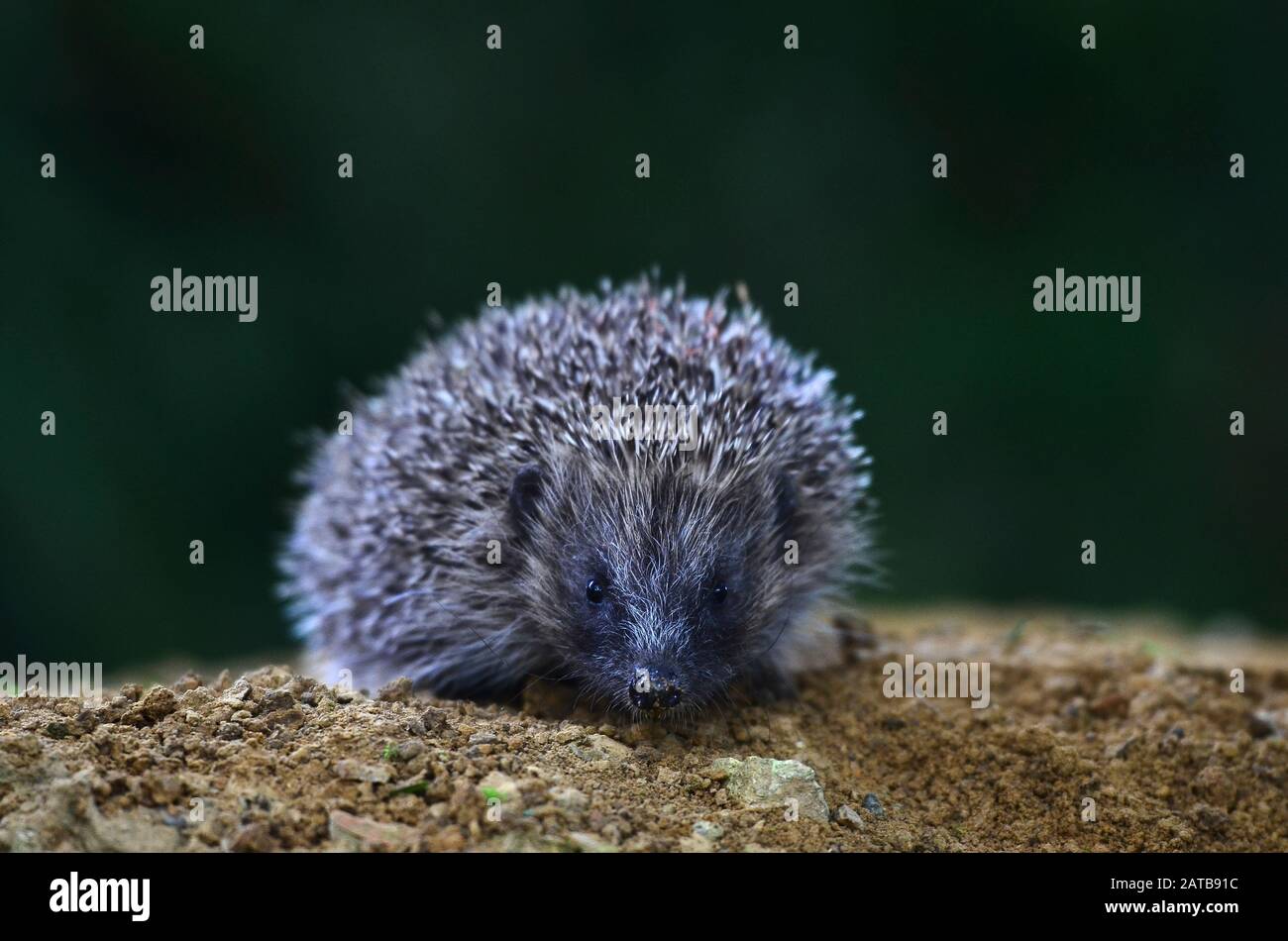 Hedgehog habitat hi-res stock photography and images - Alamy