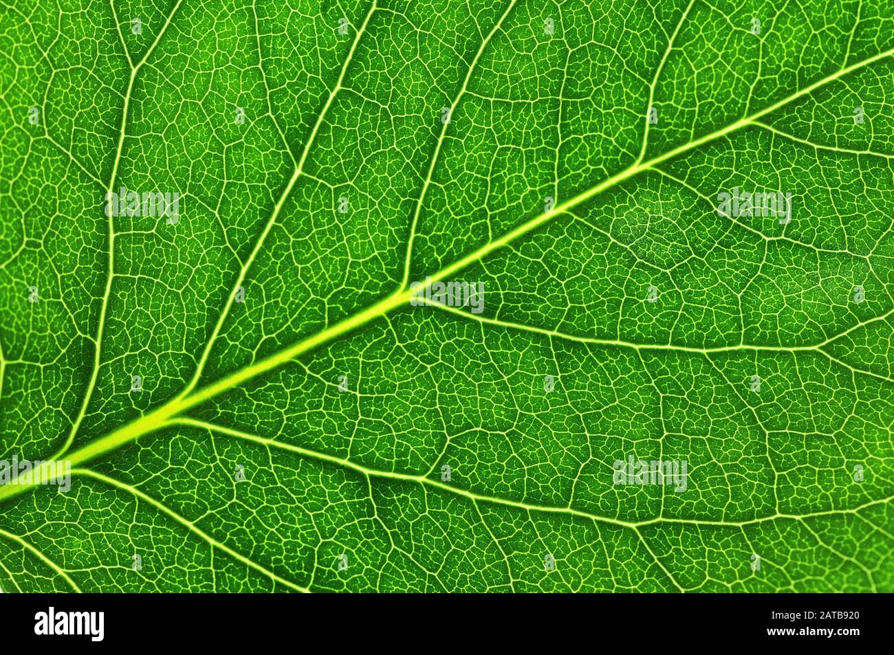 Leaf of a plant close up Stock Photo - Alamy