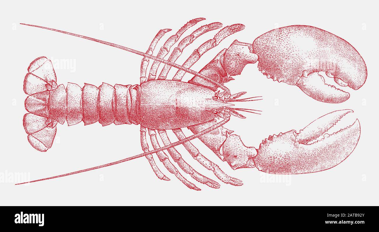 Homarus americanus Stock Vector Images - Alamy