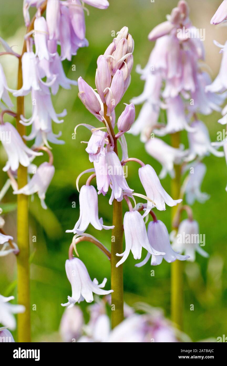 Bluebell (hyacinthoides non-scripta or endymion non-scriptus), close up ...