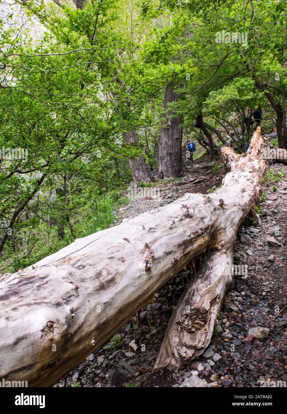 old fallen tree trunk on the mountaineering route in golab darreh,north ...