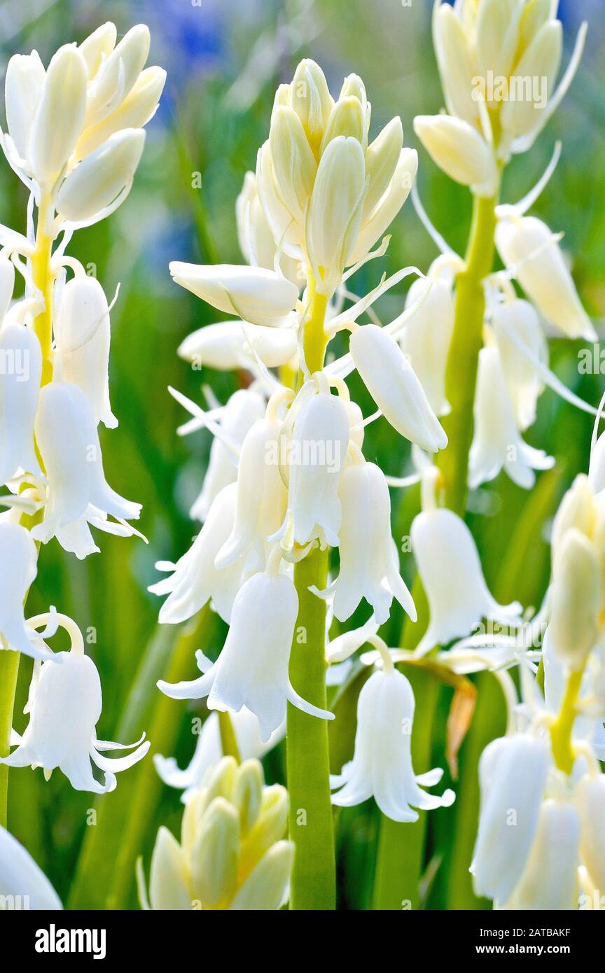 Bluebell (hyacinthoides non-scripta or endymion non-scriptus), close up ...
