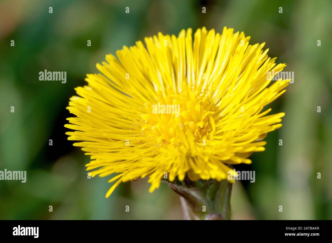 Colts foot plant hi-res stock photography and images - Alamy
