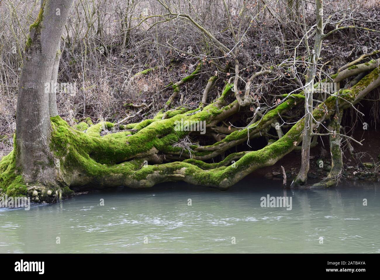 a Tree by the River roots in the Bank Stock Photo - Alamy