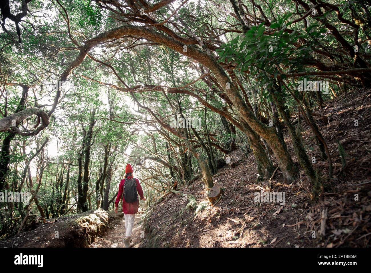 Landscape view on the beautiful rainforest at the Anaga national park ...