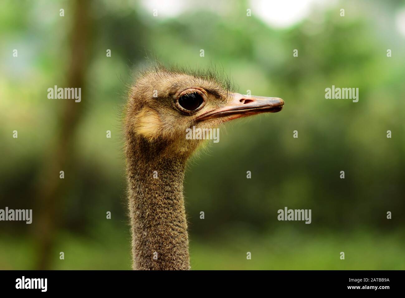 emu bird close up portrait Stock Photo - Alamy