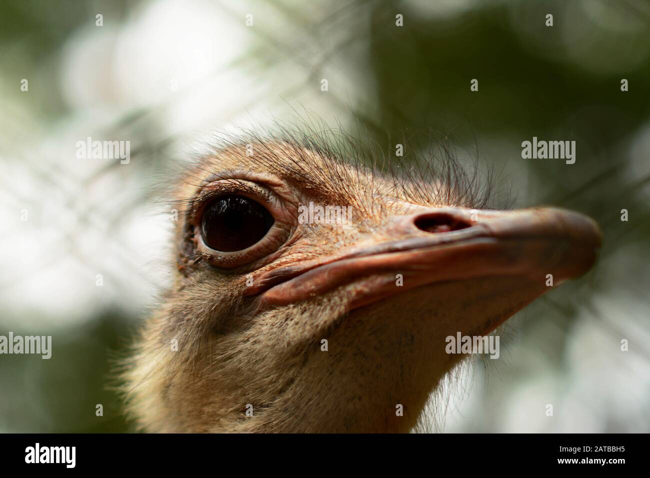 Emo hi-res stock photography and images - Alamy