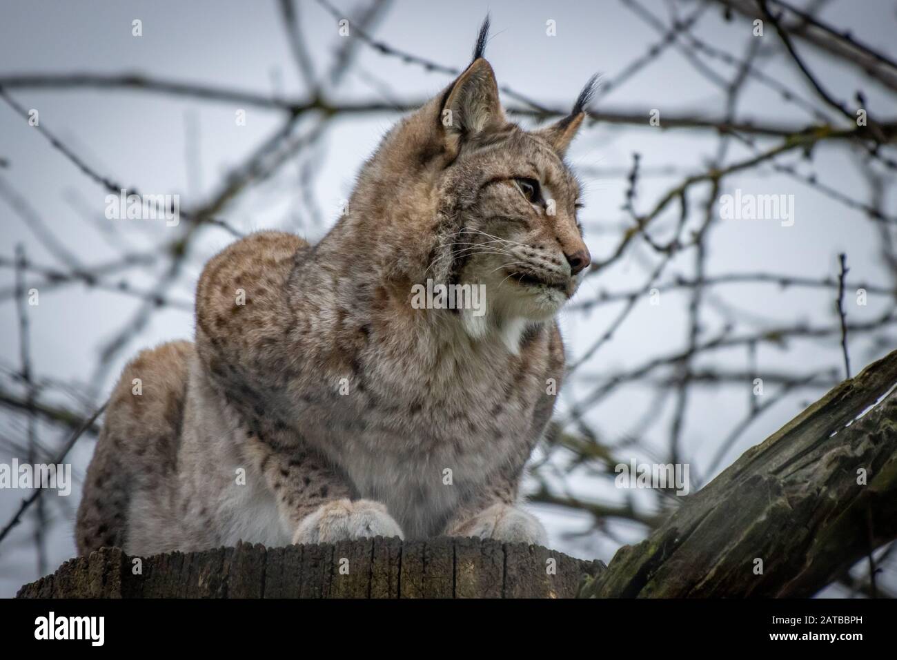 a portrait of a lynx, Lynx lynx, sitting on a tree trunk in a zoo Stock ...