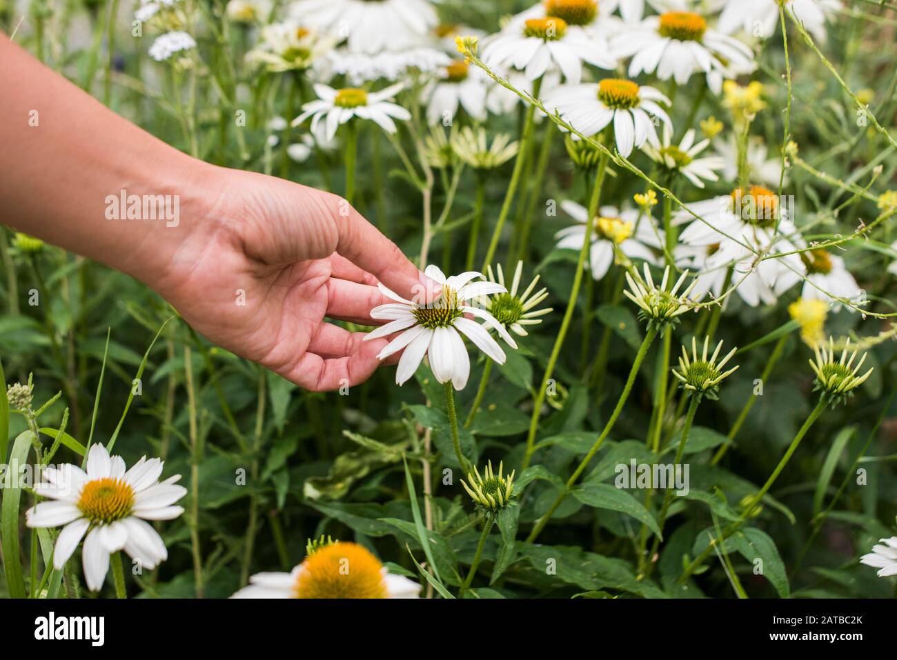 Hand touching flower head in garden Stock Photo - Alamy