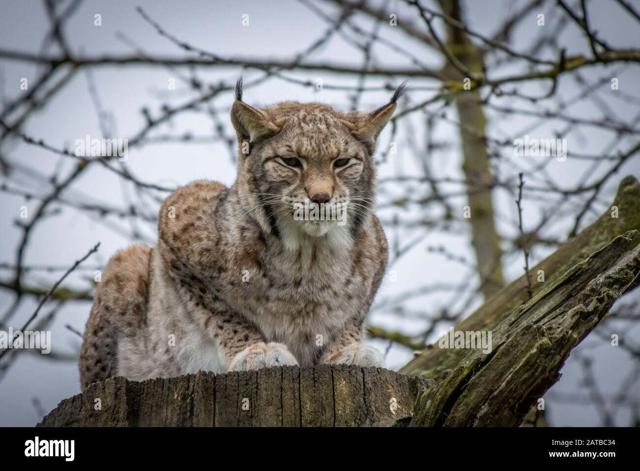 a portrait of a lynx, Lynx lynx, sitting on a tree trunk in a zoo Stock ...