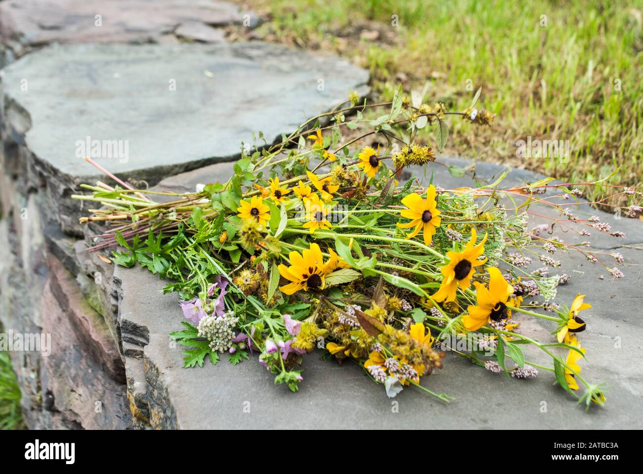 Foraged plants hi-res stock photography and images - Alamy
