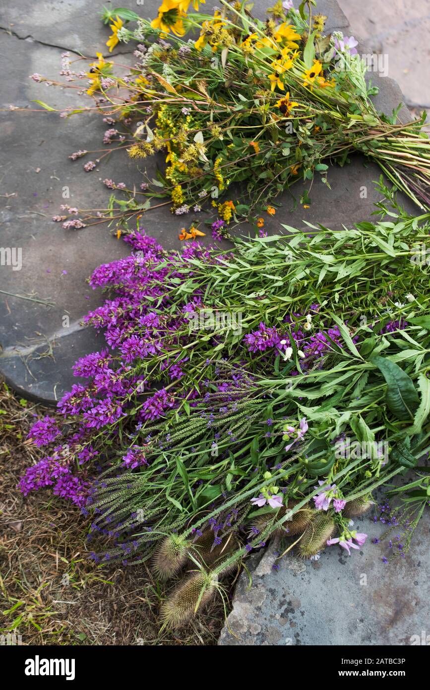 Foraged plants hi-res stock photography and images - Alamy