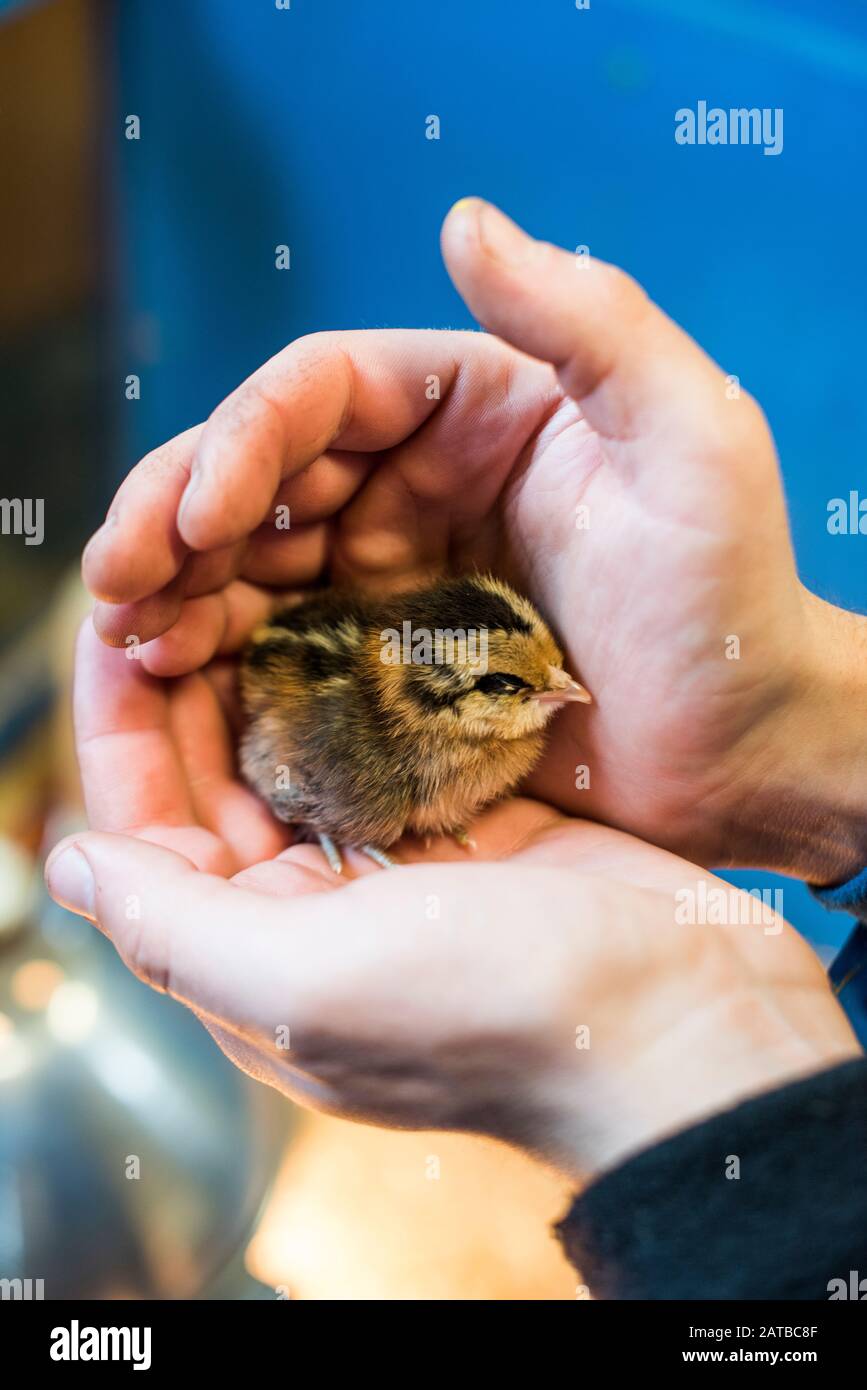 Hands holding chicks hi-res stock photography and images - Alamy