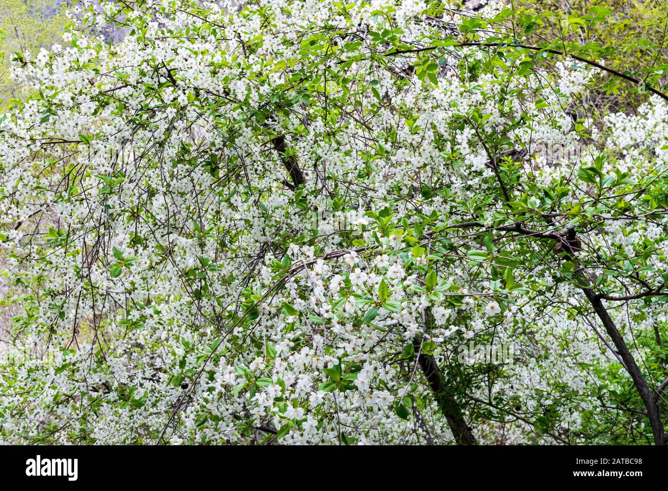 Frame filling hi-res stock photography and images - Alamy