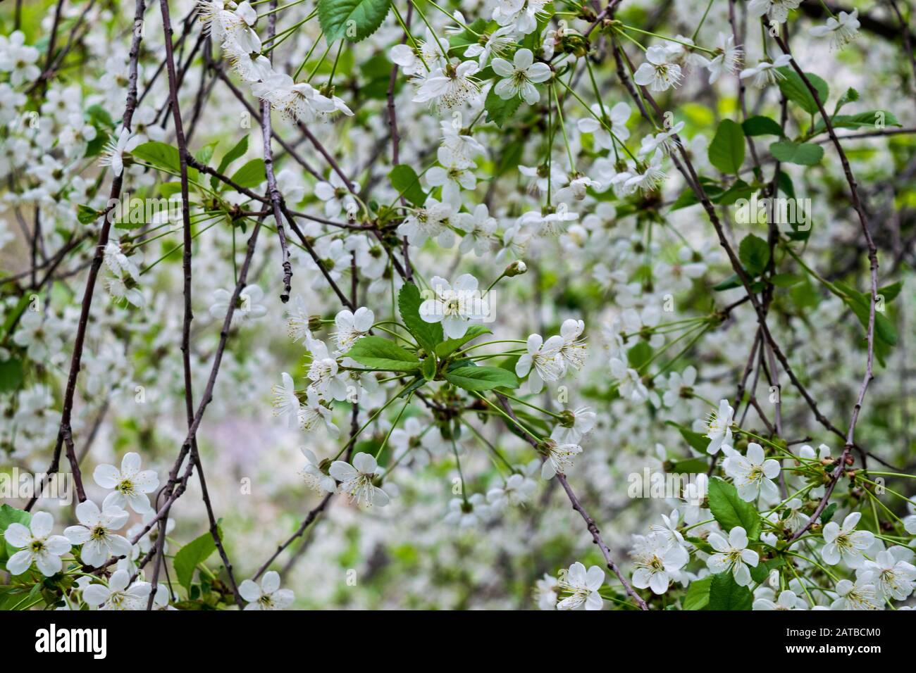 Fill the frame hi-res stock photography and images - Alamy