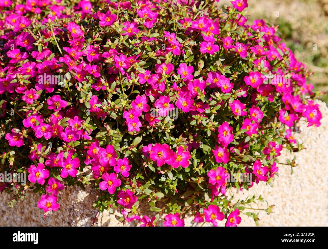 Dense clump hi-res stock photography and images - Alamy