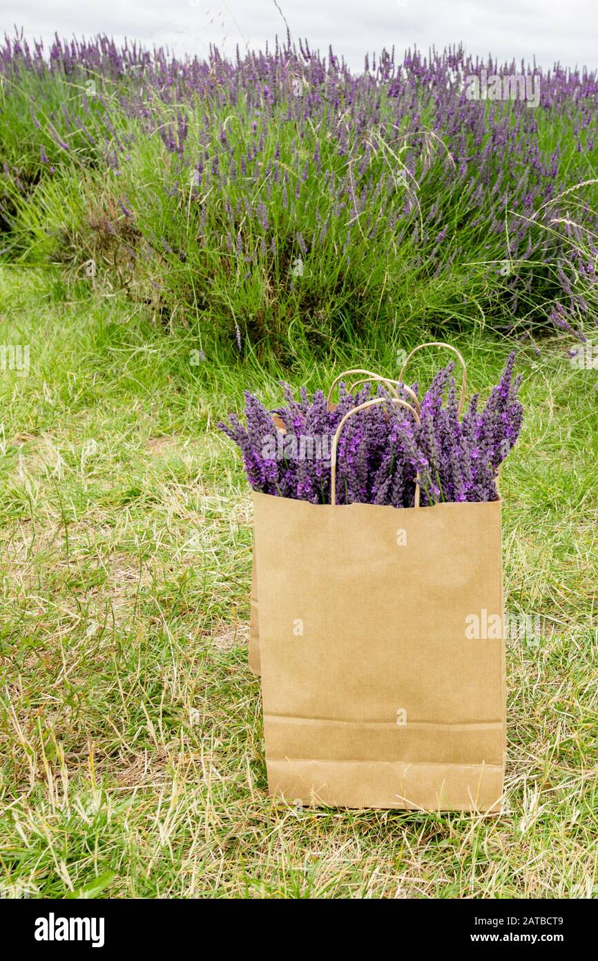 Cut lavender flowers in brown paper carrier bagin laveder field on a ...
