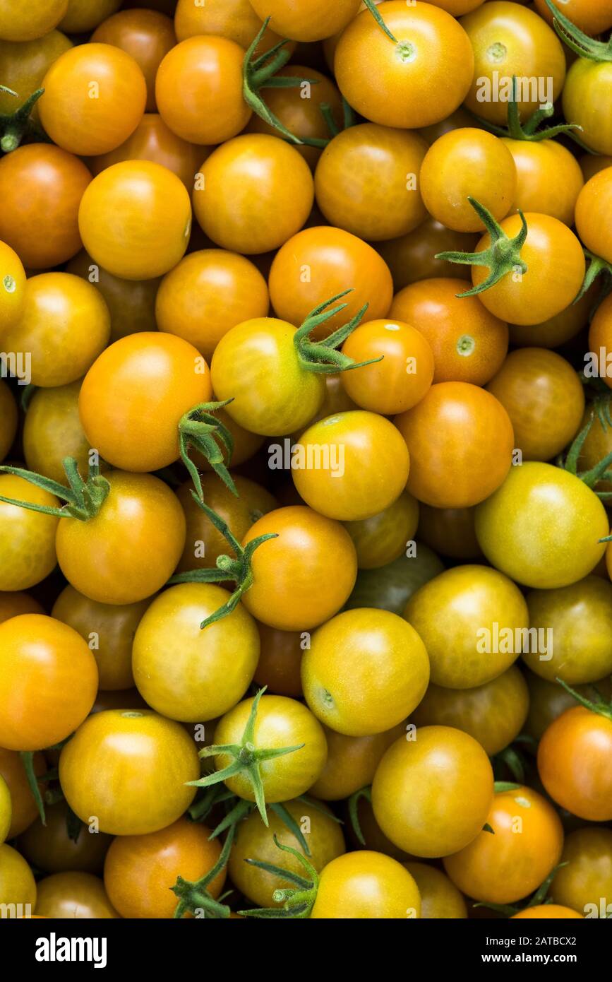 Sungold cherry tomatoes hi-res stock photography and images - Alamy