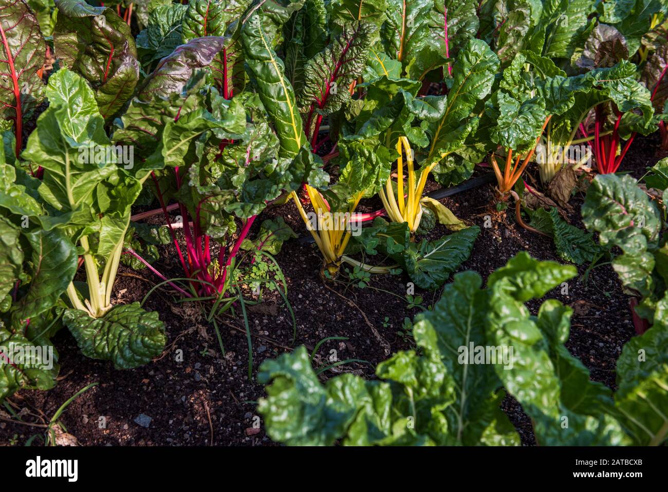 Rainbow Chard growing on urban farm Stock Photo - Alamy