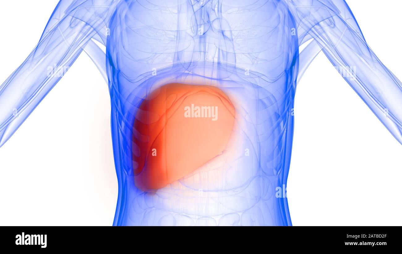 Liver is a Part Human Body Internal Organs Anatomy. 3D Stock Photo - Alamy