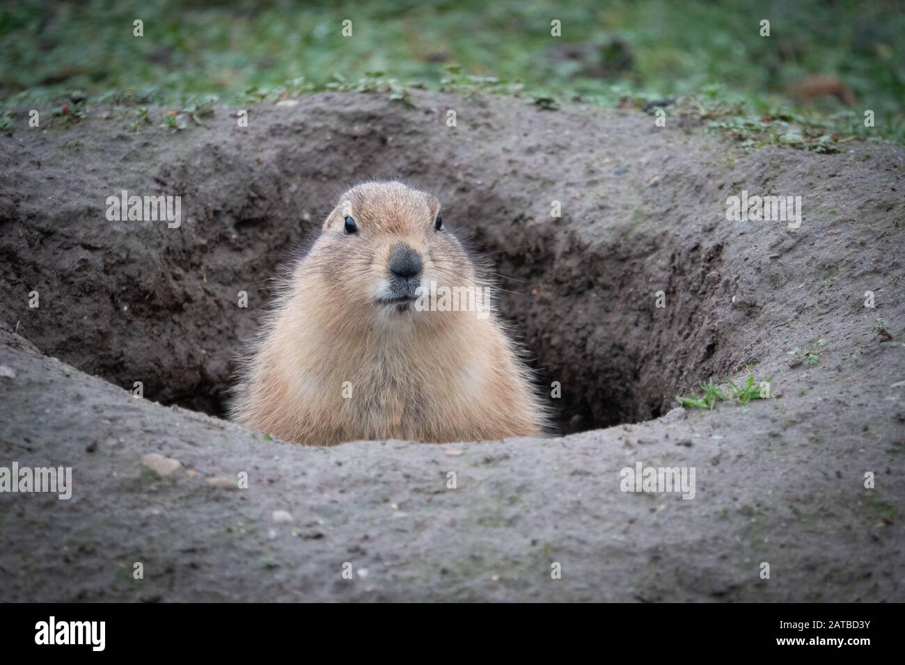 a portrait of a cute prairie dog, genus Cynomys, in a zoo Stock Photo ...