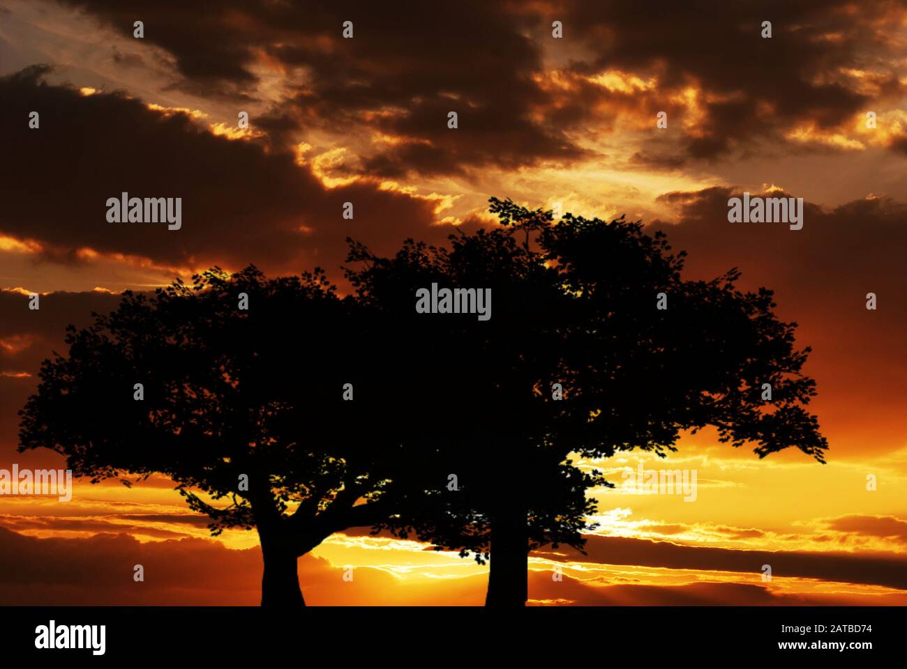 Tree silhouette on sunset template texture background Stock Photo - Alamy