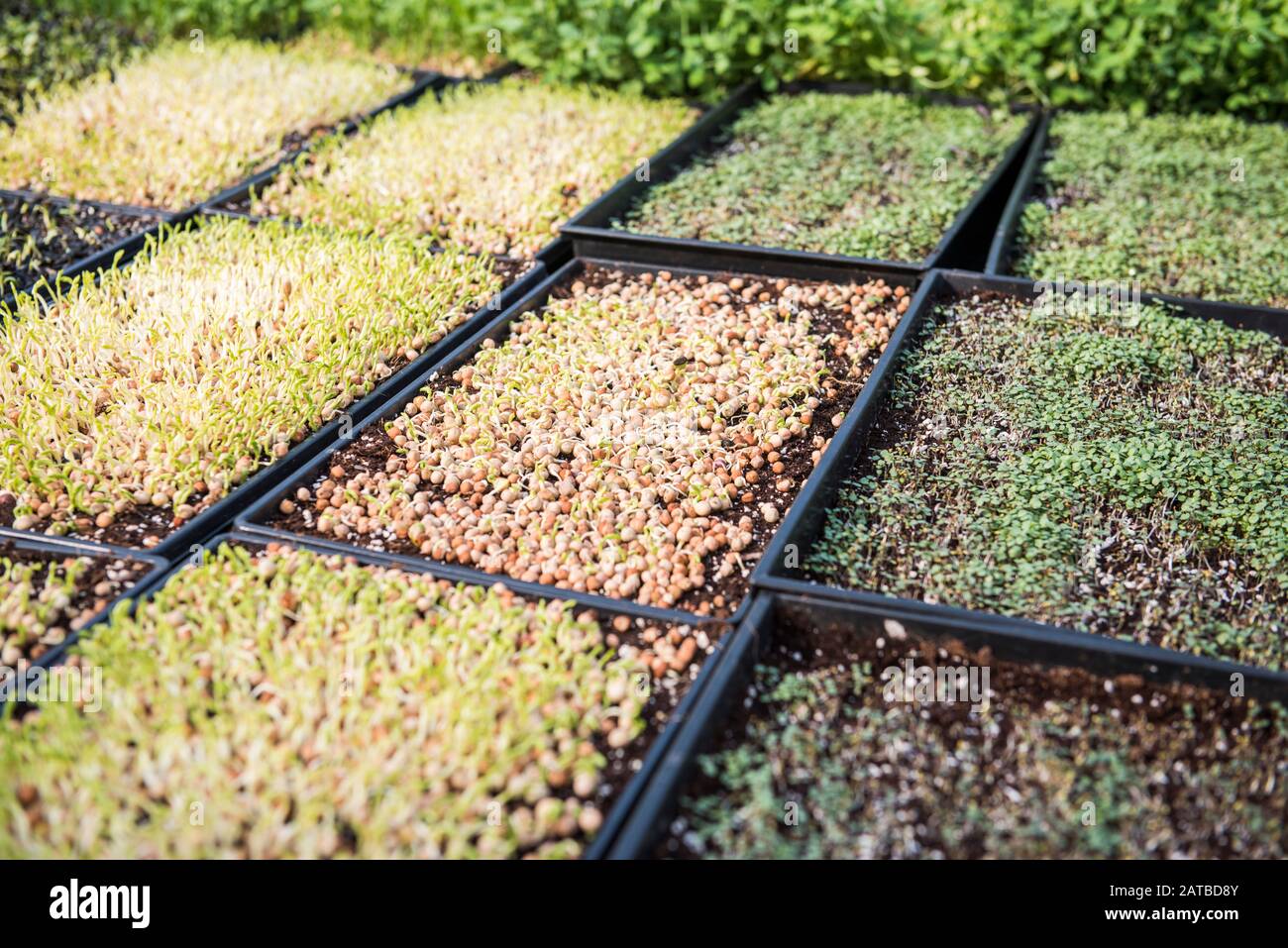Trays of microgreens growing in greenhouse Stock Photo - Alamy