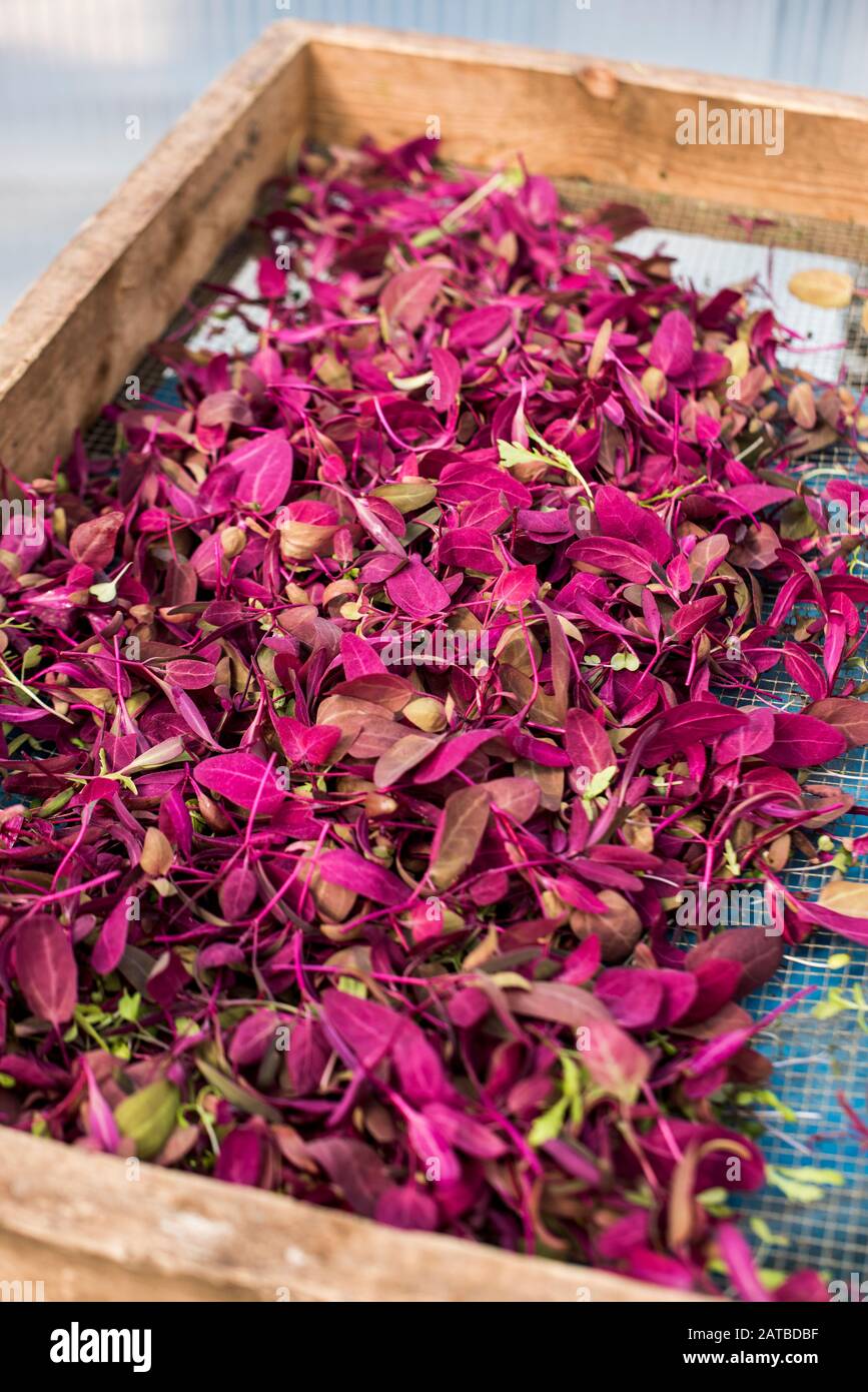 Amaranth Microgreens High Resolution Stock Photography and Images - Alamy