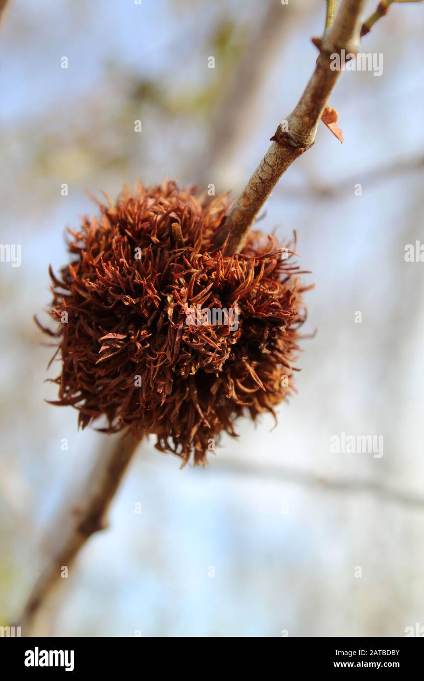 Created by insects known as Creosote Gall Midges, these spherical ...