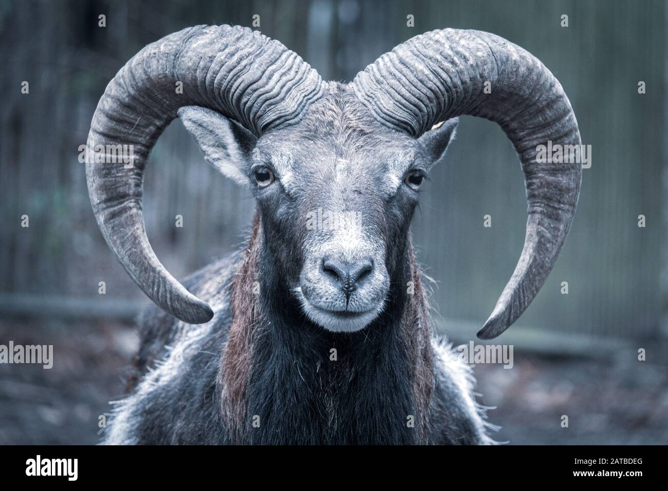 a portrait of a mouflon, Ovis orientalis, in a zoo Stock Photo - Alamy